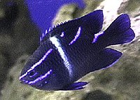 Blue Velvet Damselfish | Project Noah
