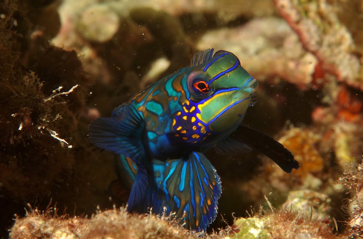 Mandarin Fish | Project Noah