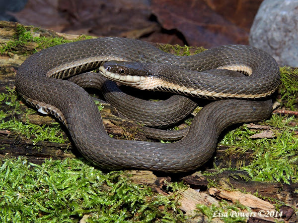 Queensnake | Project Noah