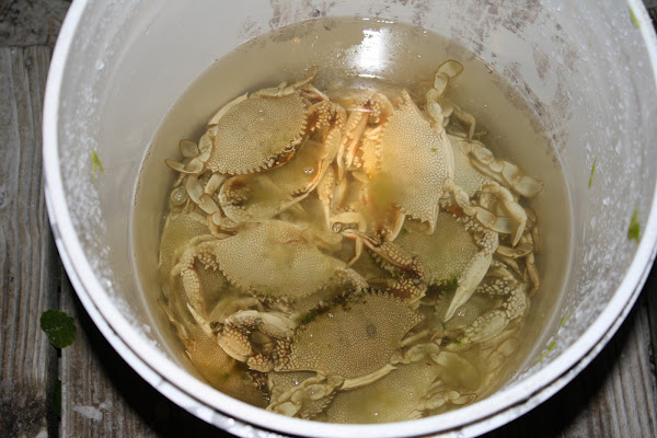 Speckled Swimming Crab | Project Noah