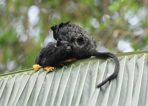 Red-handed tamarin | Project Noah