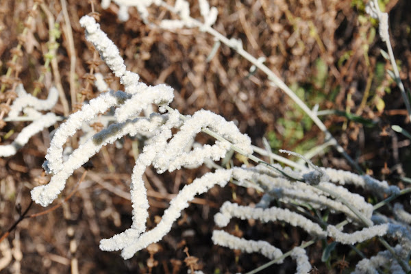 Lamb's Tail | Project Noah