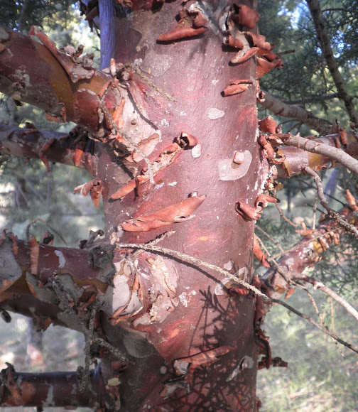Cupressus arizonica (Ciprés de Arizona. Arizona Cypress) | Project Noah