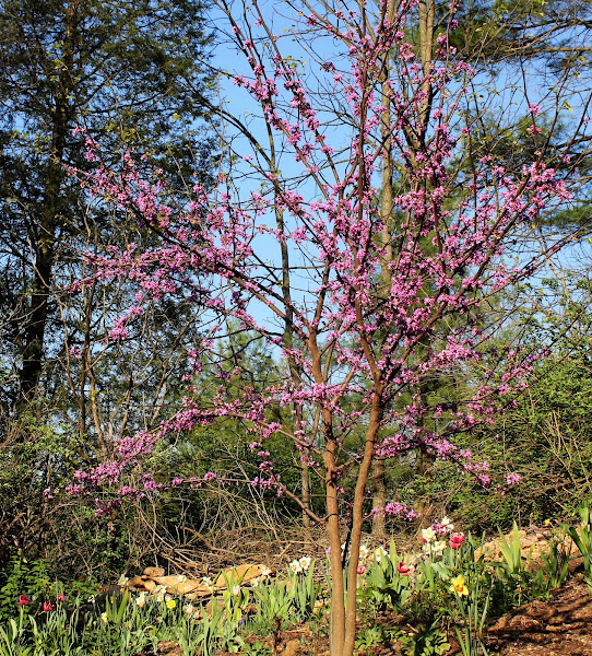 Red Bud tree | Project Noah