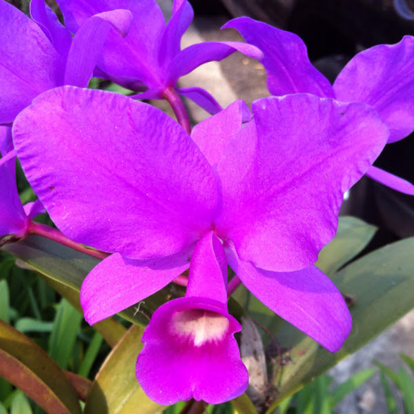 Catleya, flor de San Sebastián | Project Noah