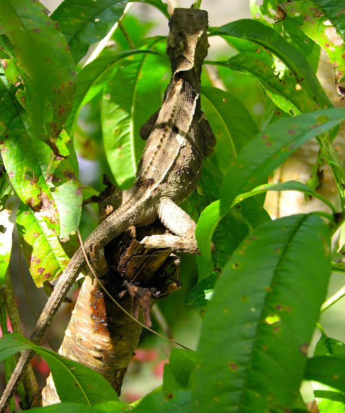 Cutete marrón, Guatemalan Helmeted Basilisk | Project Noah