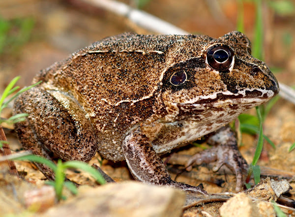 New Holland Frog | Project Noah