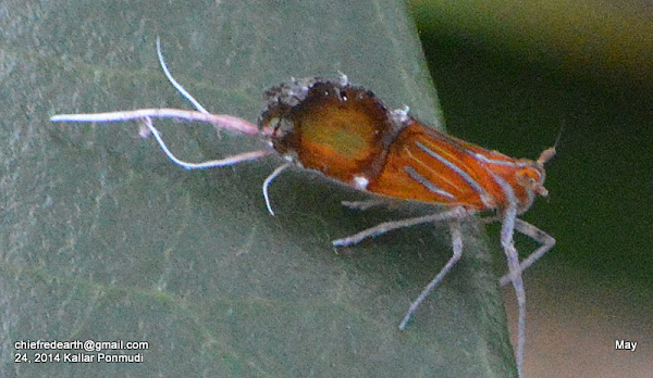 Fulgorid Planthopper | Project Noah