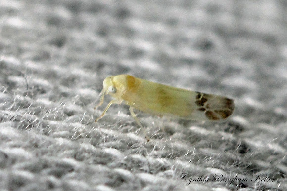 Leafhopper | Project Noah