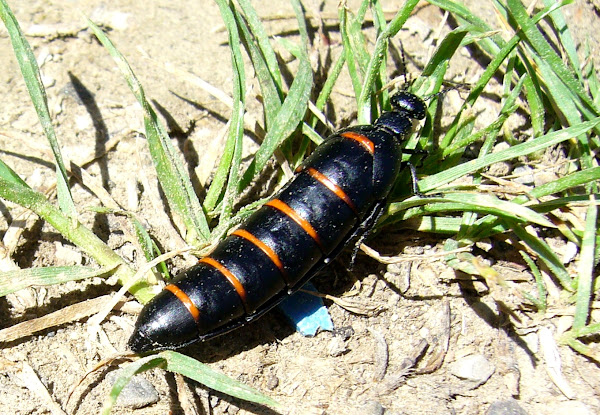 Escarabajo aceitero | Project Noah