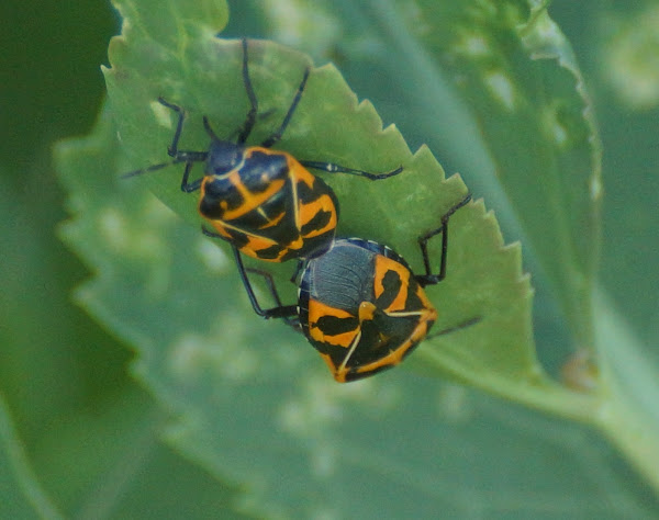 Harlequin cabbage bug | Project Noah