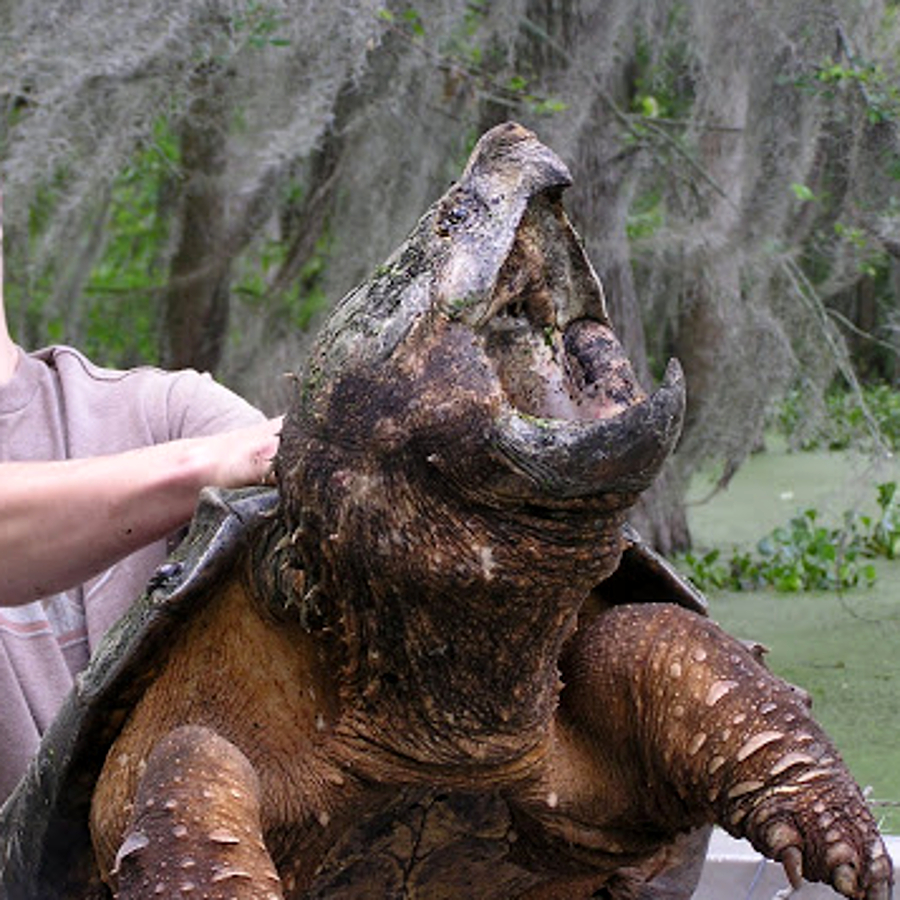 Alligator Snapping Turtle (Slippery Pete) | Project Noah