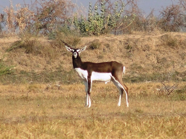 Krishna Mrigam ( કાળિયાર ) | Project Noah