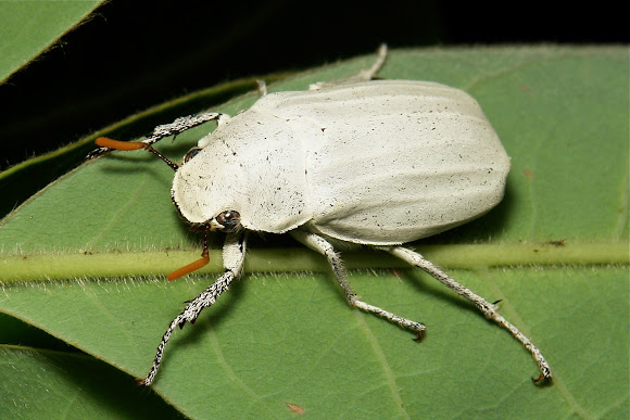 White Scarab Beetle | Project Noah