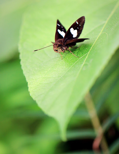 Restricted Demon (曲紋袖弄蝶) | Project Noah