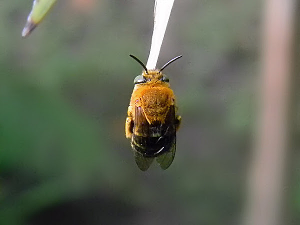 blue-banded bee | Project Noah