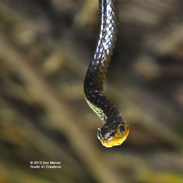 Yellow-bellied or olive whip snake | Project Noah