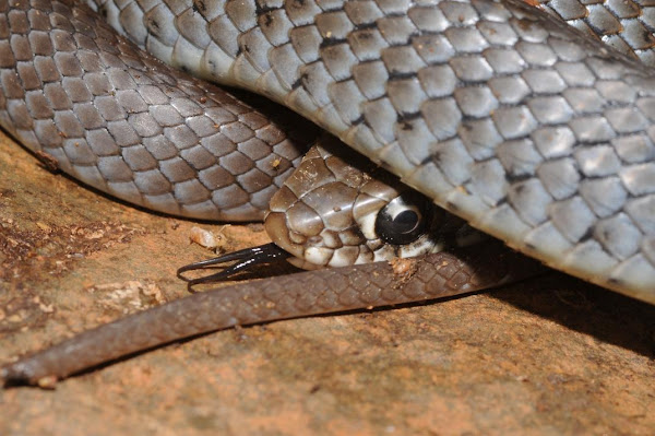 Southern black racer (juvenile) | Project Noah