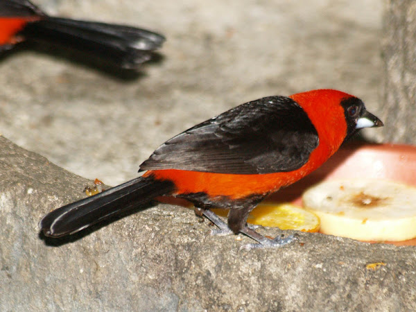 Masked Crimson Tanager | Project Noah