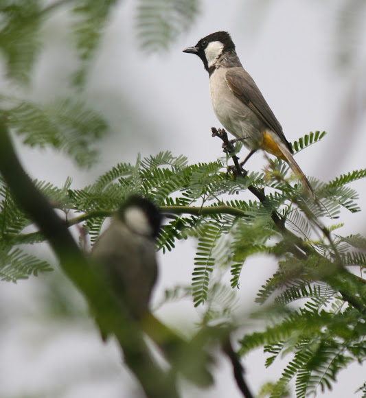 white-eared bulbul | Project Noah