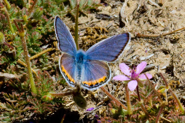 Acmon Blue Butterfly | Project Noah