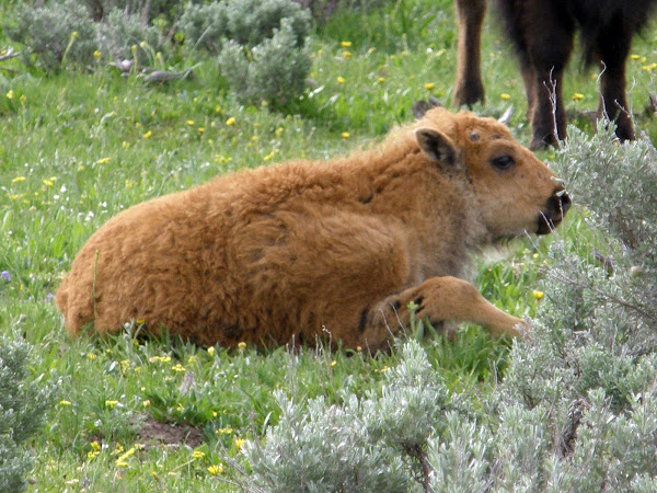 American Bison | Project Noah