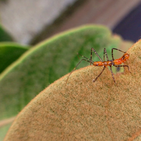 BRIGHT ORANGE ASSASSIN BUG LARVAE | Project Noah