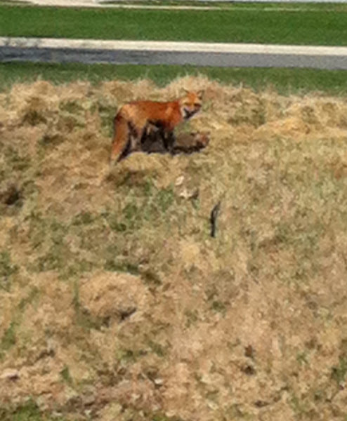 Red Fox | Project Noah