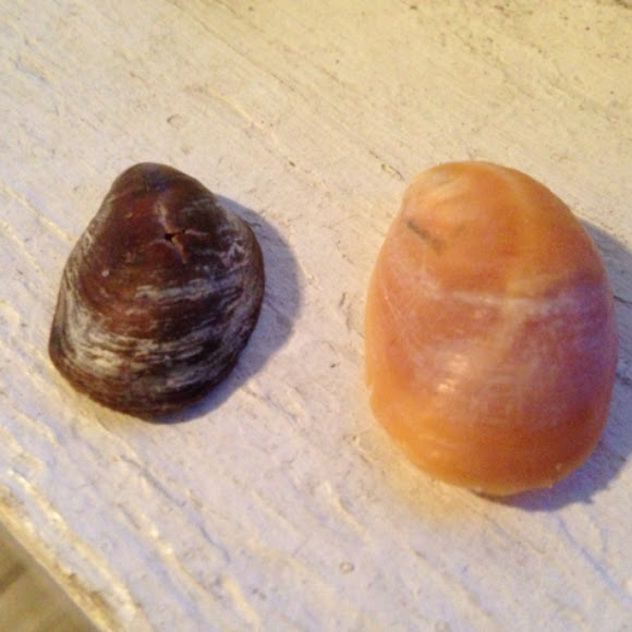 Atlantic Slipper Shell | Project Noah