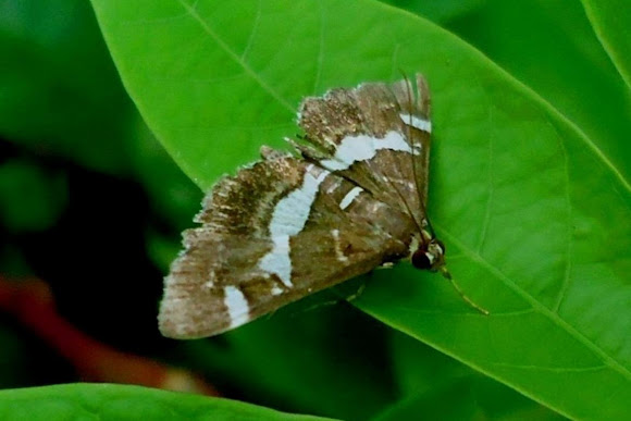 Hawaiian Beet Webworm Moth | Project Noah