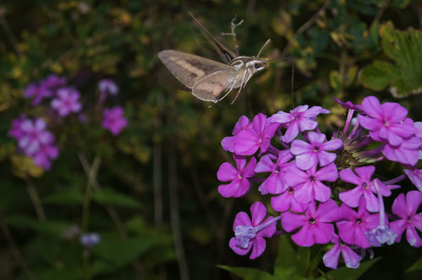 White-lined sphinx hummingbird moth | Project Noah