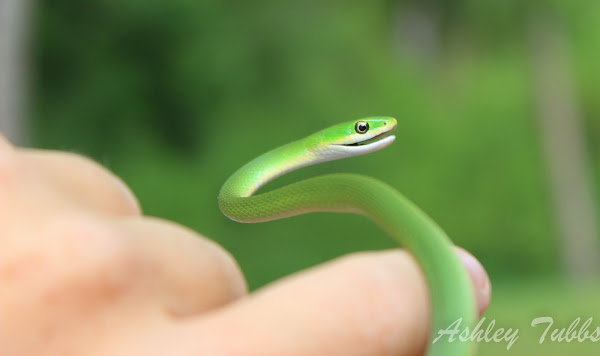 Rough Green Snake | Project Noah