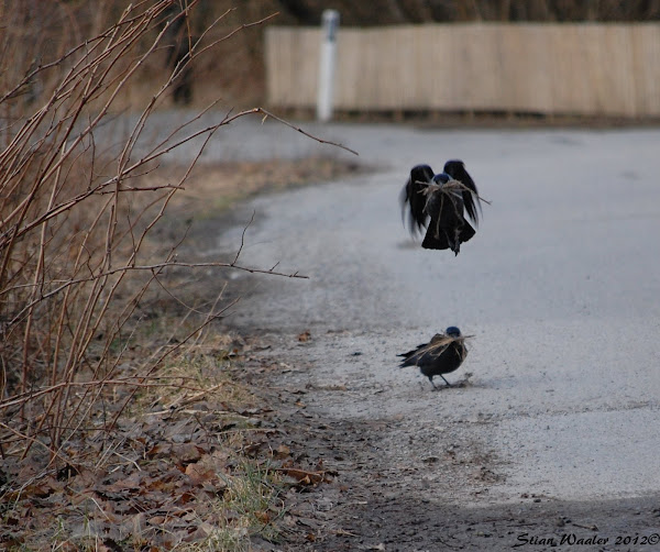 Jackdaw | Project Noah