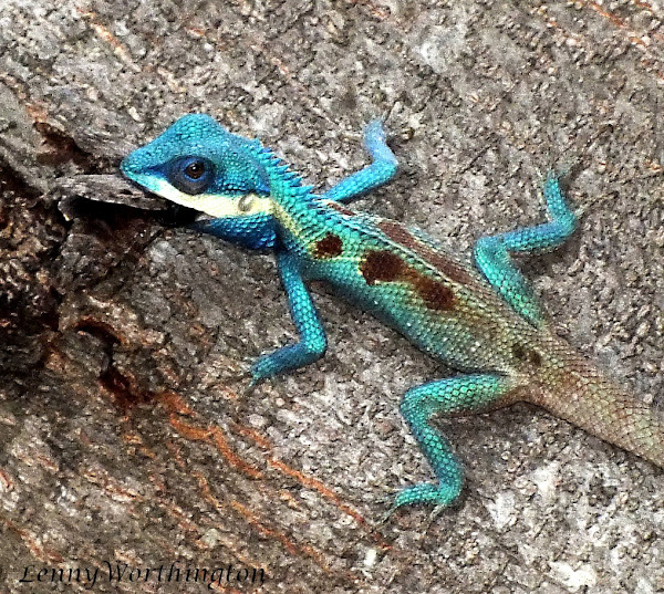 Blue Crested Lizard | Project Noah