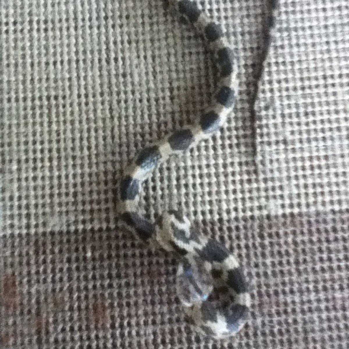 Texas Rat Snake | Project Noah