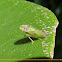 Leafhopper nymph | Project Noah