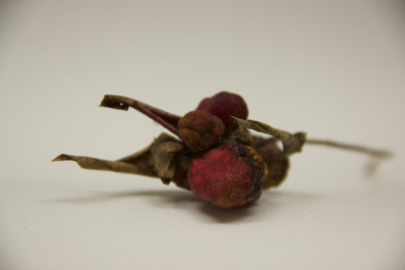 Sumac Leaf Gall | Project Noah