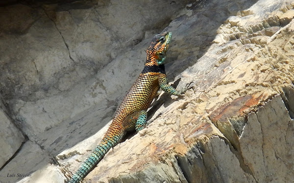 Minor Lizard | Project Noah