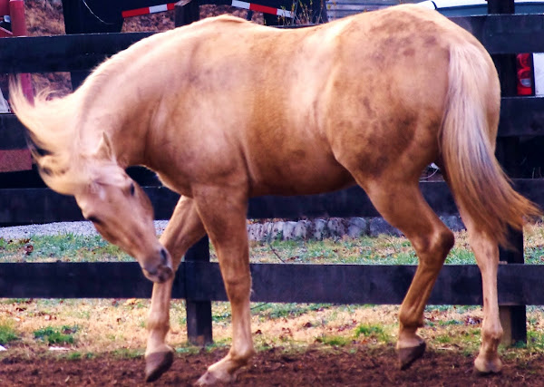 Horse | Project Noah