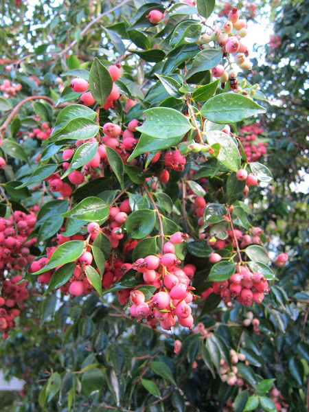 Lilli Pilli | Project Noah