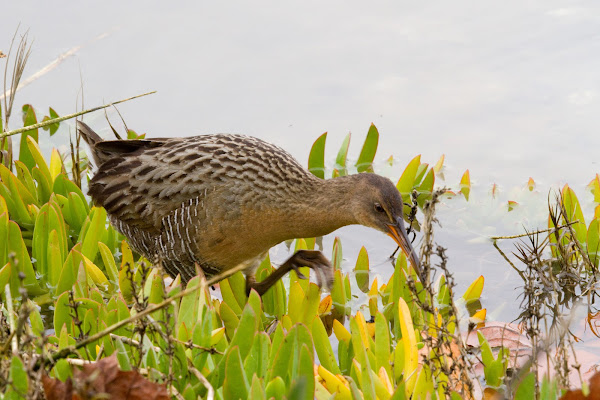 California Clapper Rail | Project Noah