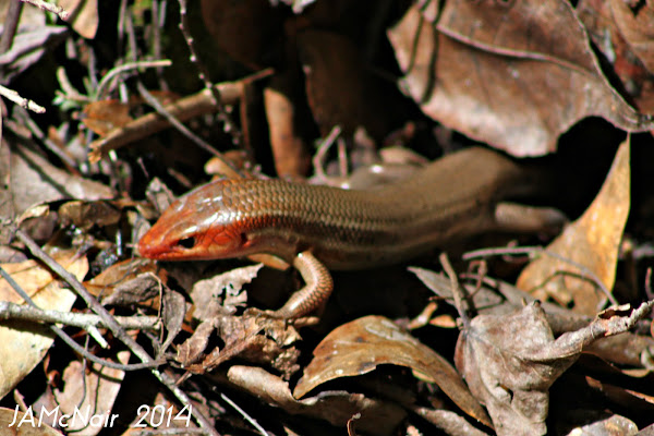 Southeastern Five-lined Skink | Project Noah