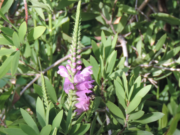 Fall Obedient Plant | Project Noah