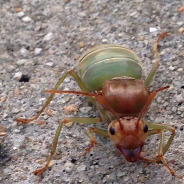 Green tree ant | Project Noah