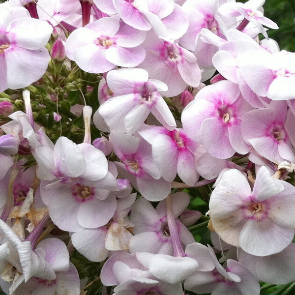 Phlox | Project Noah