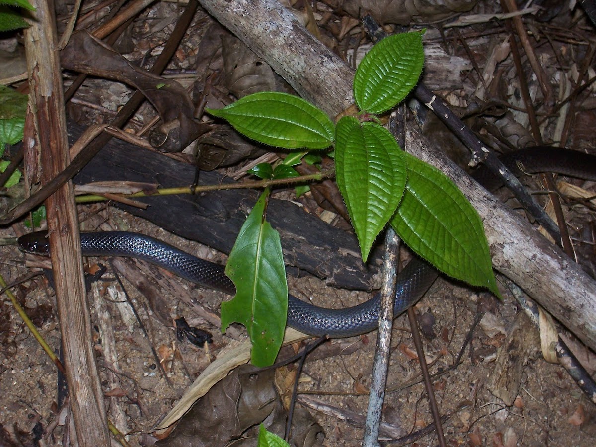 Night Brook Snake | Project Noah