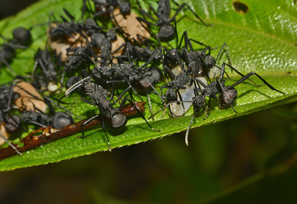 Spiny Ants | Project Noah