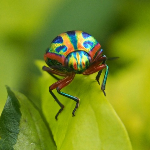 Rainbow Shield Bug | Project Noah