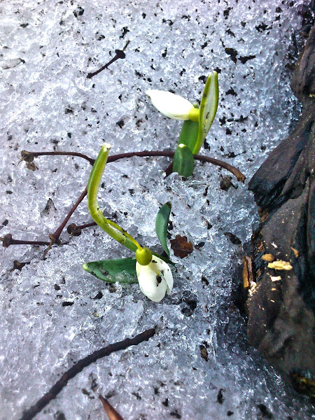 The Snowdrop | Project Noah