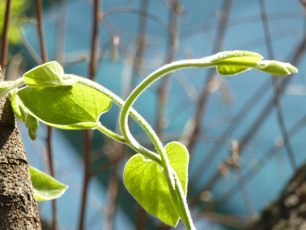 California Dutchman's Pipe | Project Noah